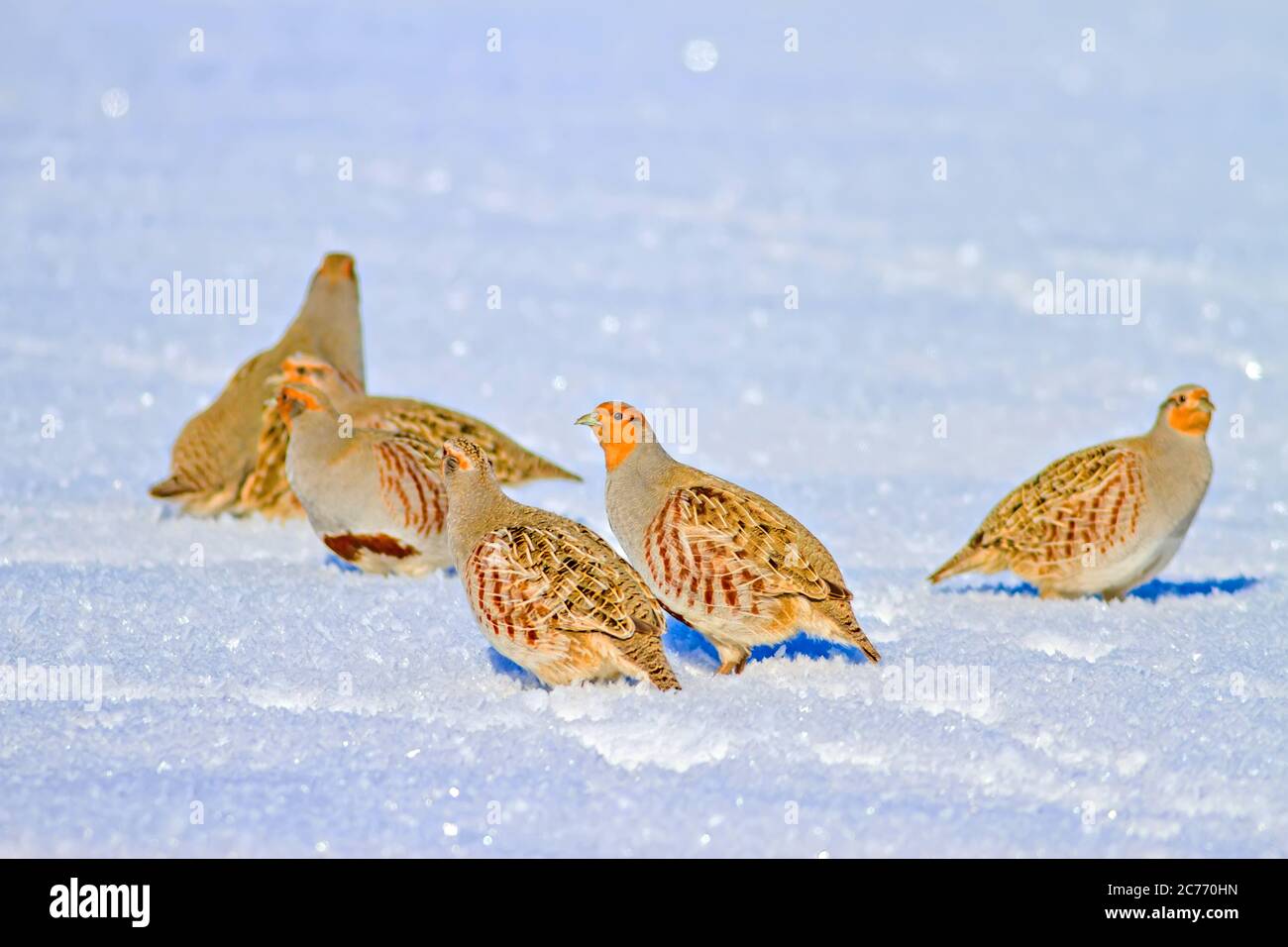 Winter and Partridges. White snow background. Bird: Grey Partridge ...