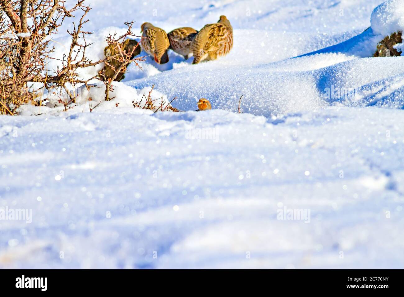 Winter and Partridges. White snow background. Bird: Grey Partridge ...