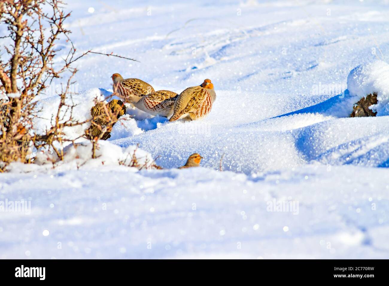 Winter and Partridges. White snow background. Bird: Grey Partridge ...