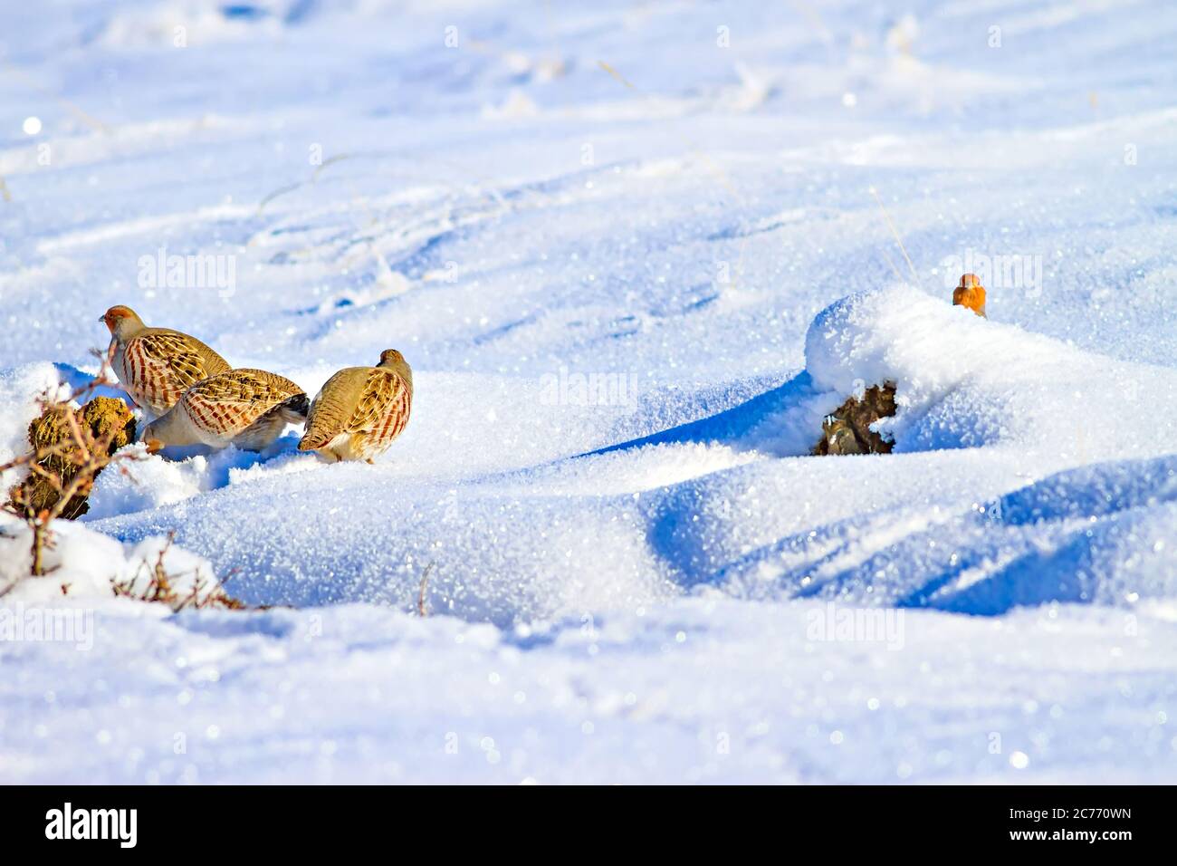 Winter and Partridges. White snow background. Bird: Grey Partridge ...