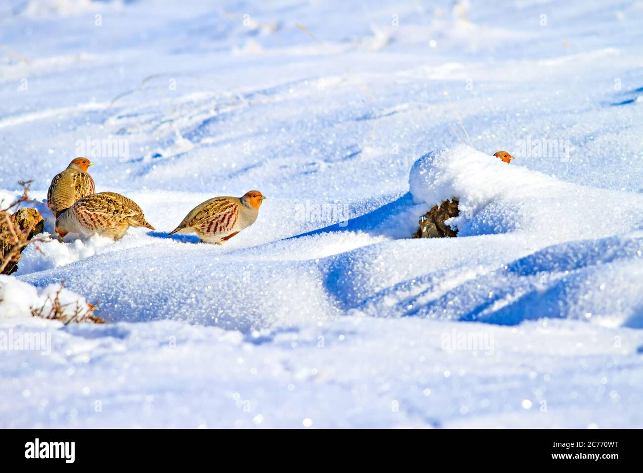 Winter and Partridges. White snow background. Bird: Grey Partridge ...