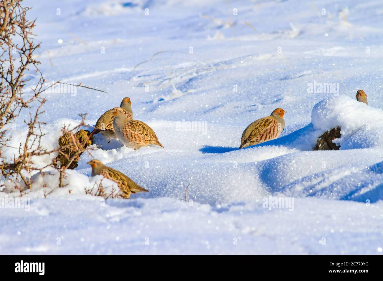 Winter and Partridges. White snow background. Bird: Grey Partridge ...