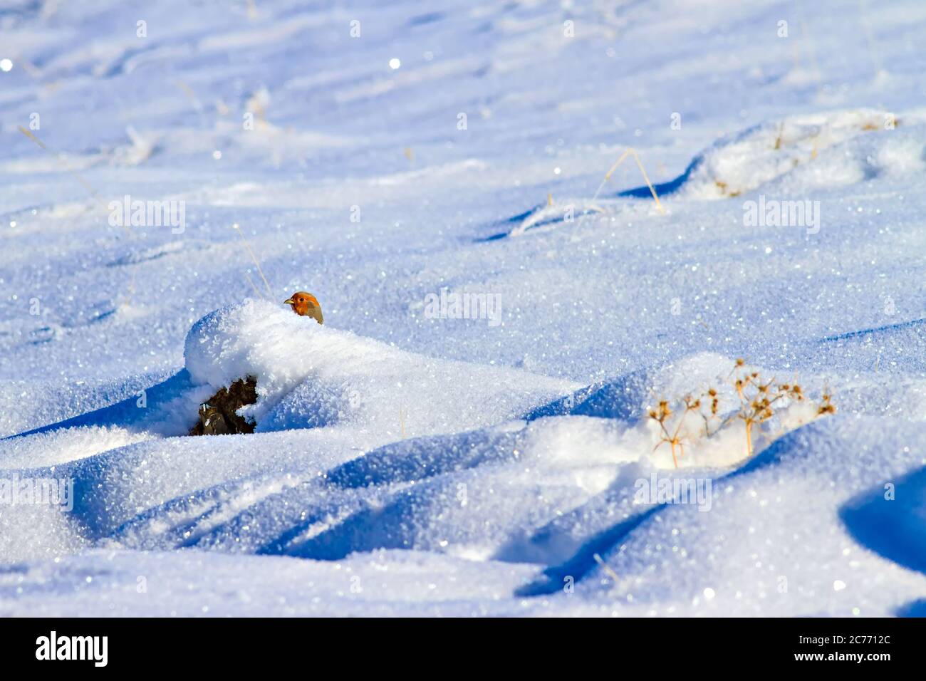 Winter and Partridges. White snow background. Bird: Grey Partridge ...
