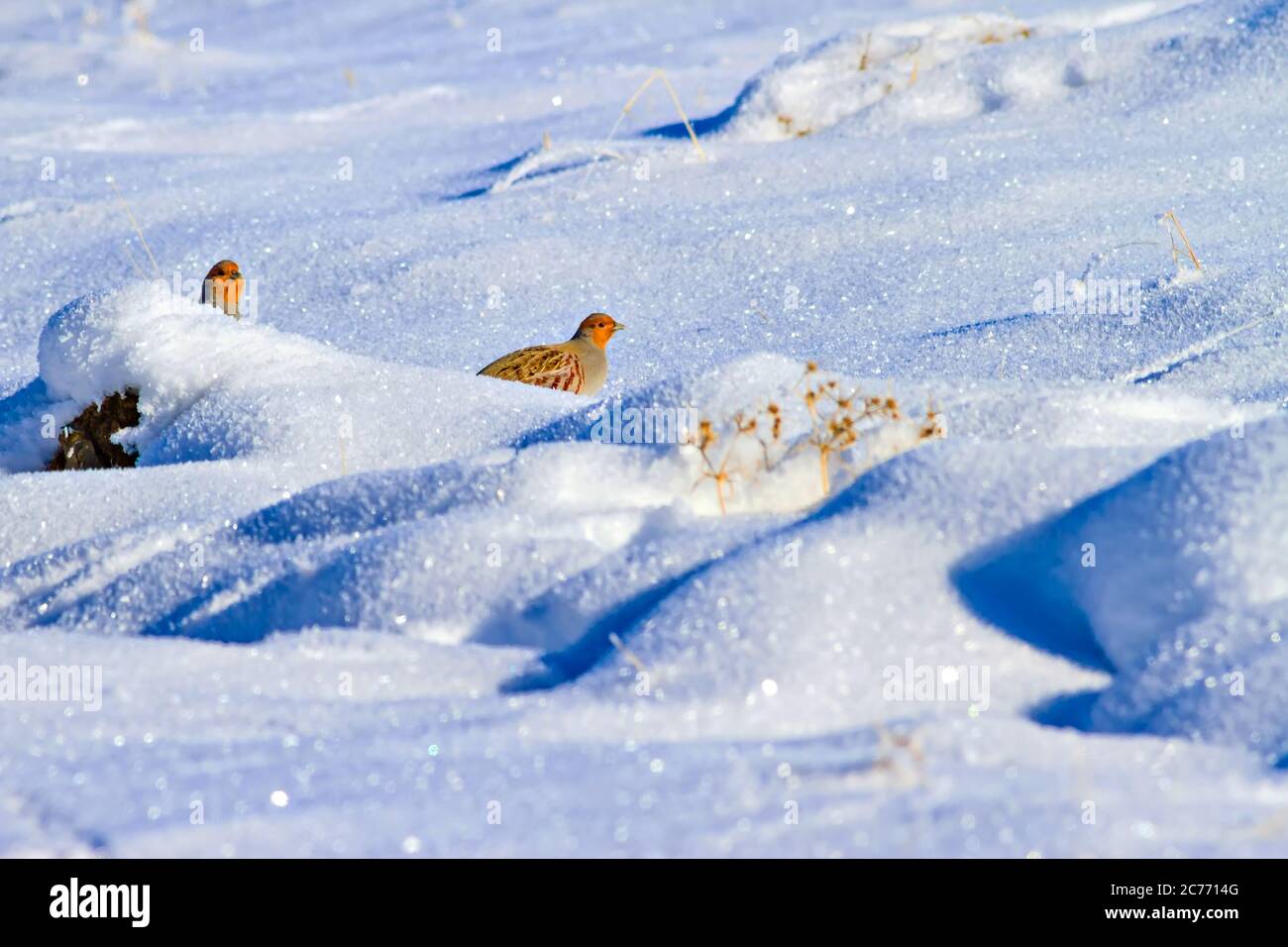 Winter and Partridge. White snow background. Bird: Grey Partridge ...