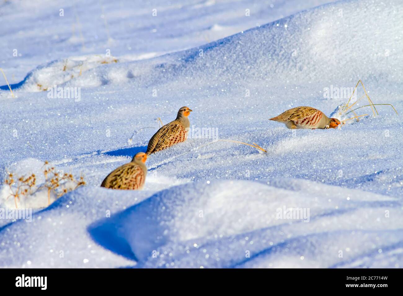 Winter and Partridges. White snow background. Bird: Grey Partridge ...