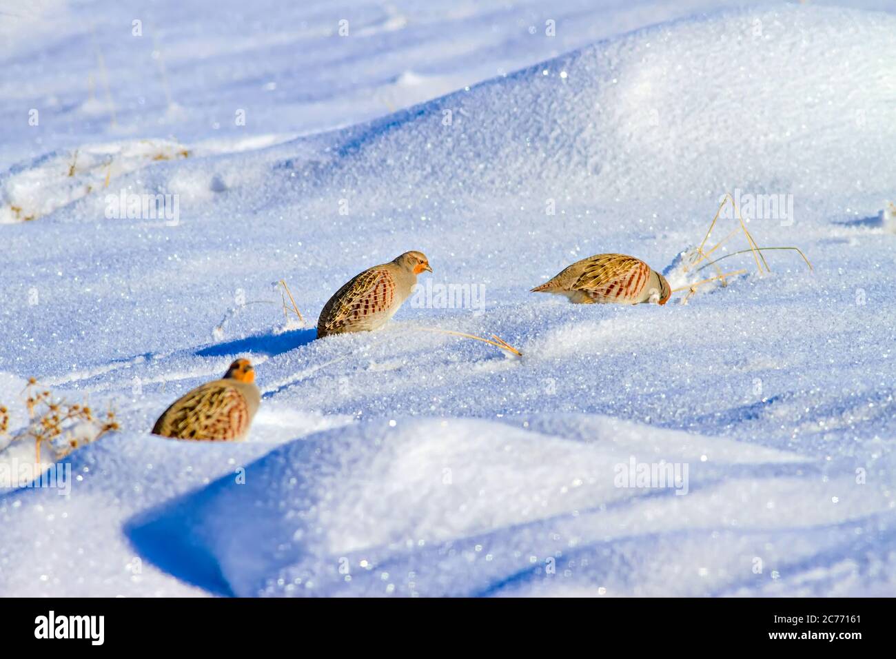 Winter and Partridges. White snow background. Bird: Grey Partridge ...