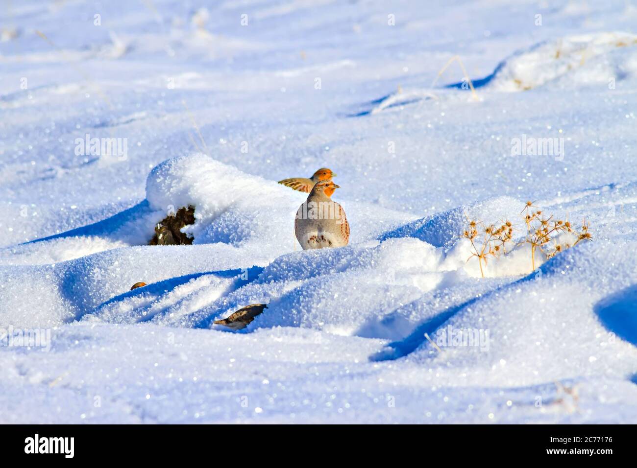 Winter and Partridge. White snow background. Bird: Grey Partridge ...