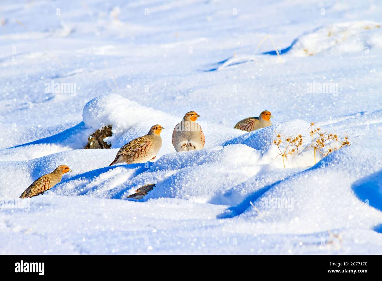 Winter and Partridges. White snow background. Bird: Grey Partridge ...