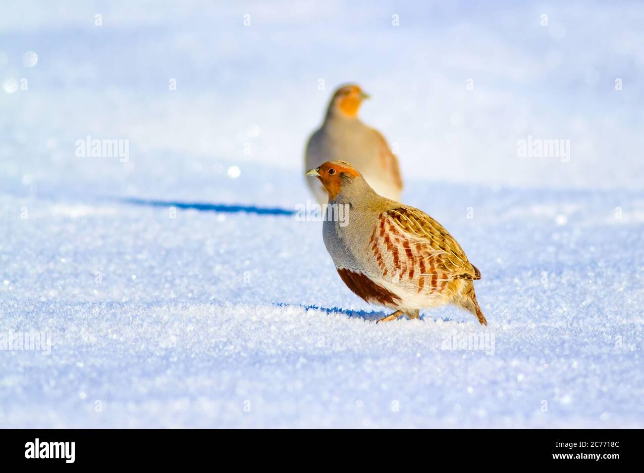 Winter and Partridge. White snow background. Bird: Grey Partridge ...