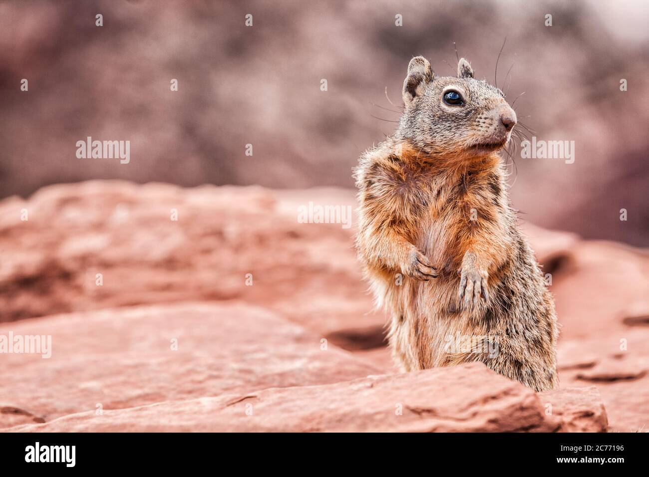 Grand Canyon squirrel wildlife. Cute furry animal looking at camera at ...