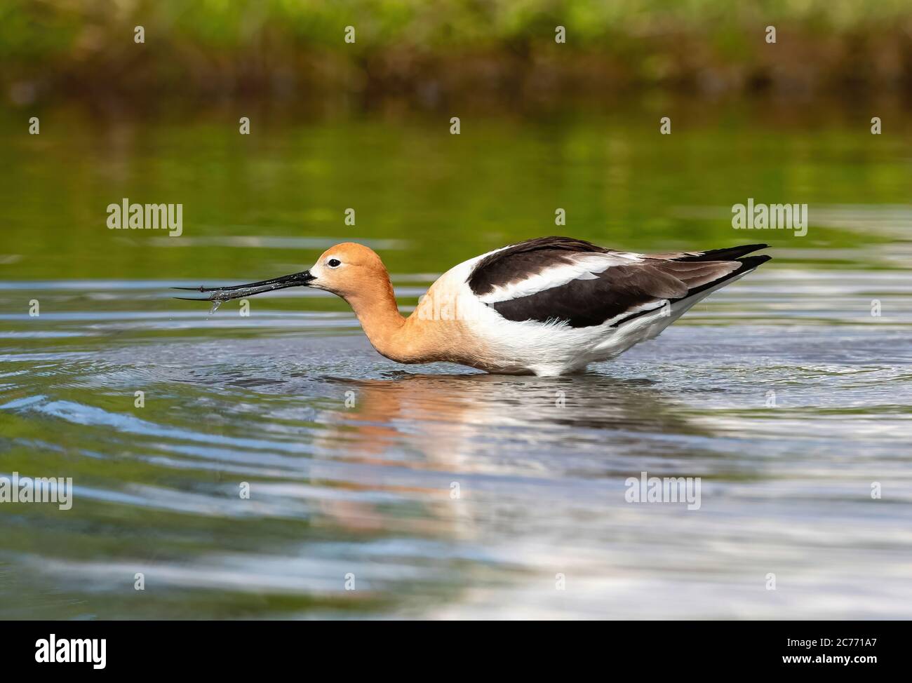 Close up side profile of an American Avocet adult foraging in a wetland ...