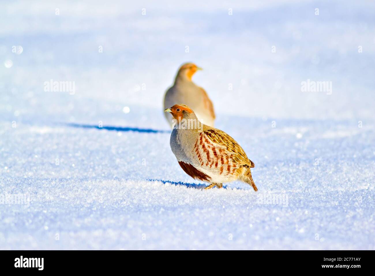 Winter and Partridge. White snow background. Bird: Grey Partridge ...