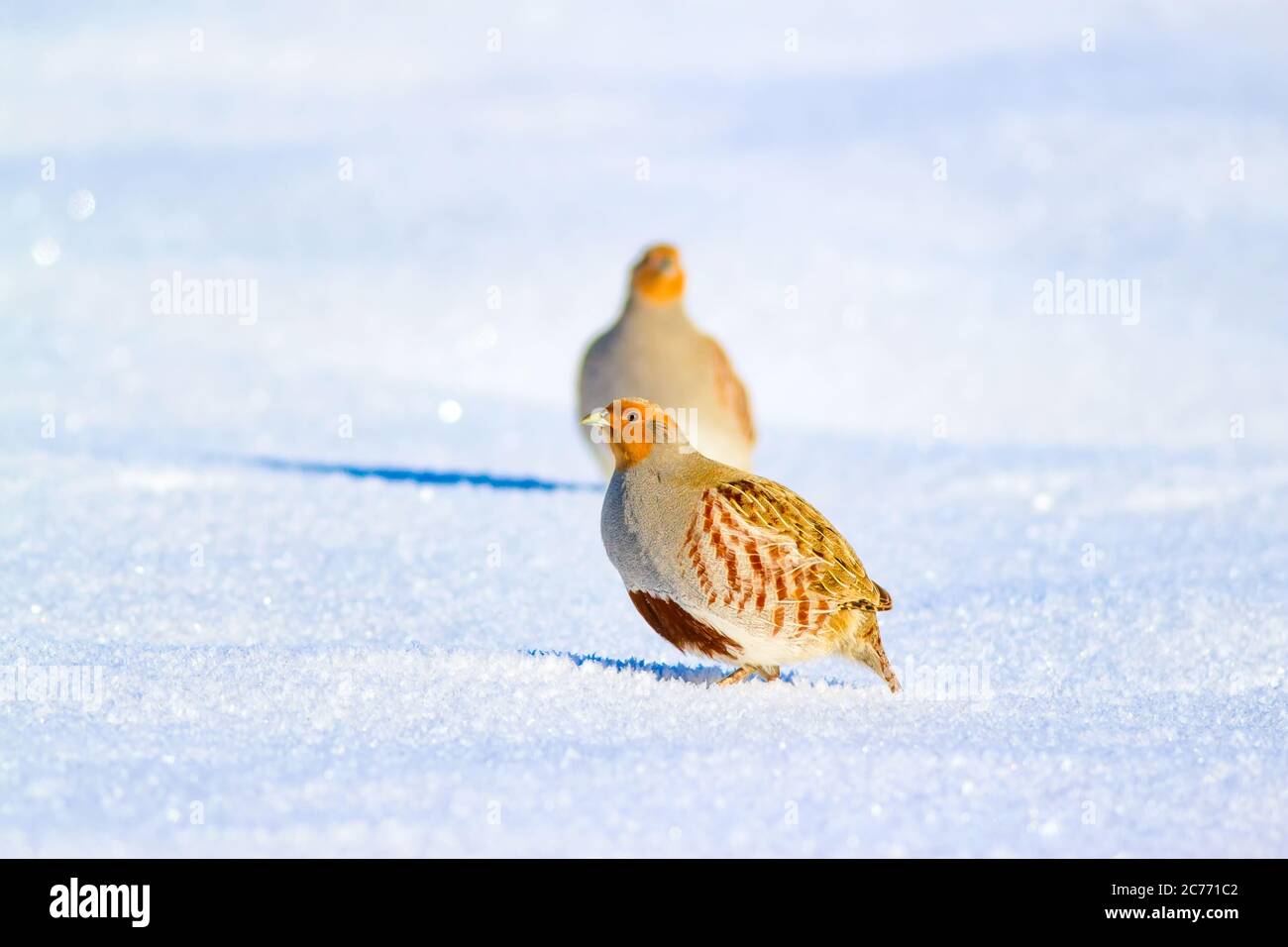 Winter and Partridge. White snow background. Bird: Grey Partridge ...