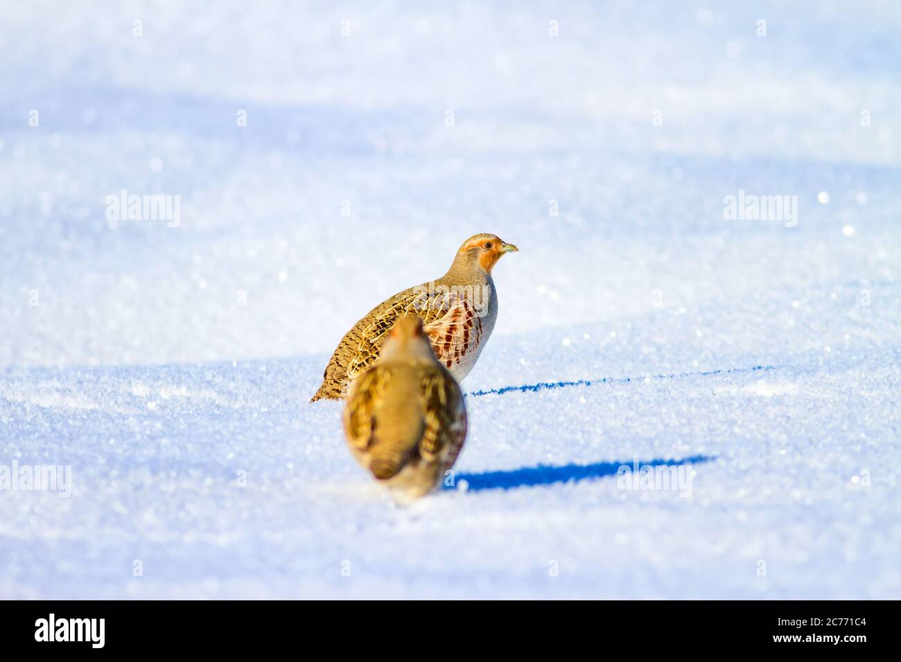 Winter and Partridge. White snow background. Bird: Grey Partridge ...
