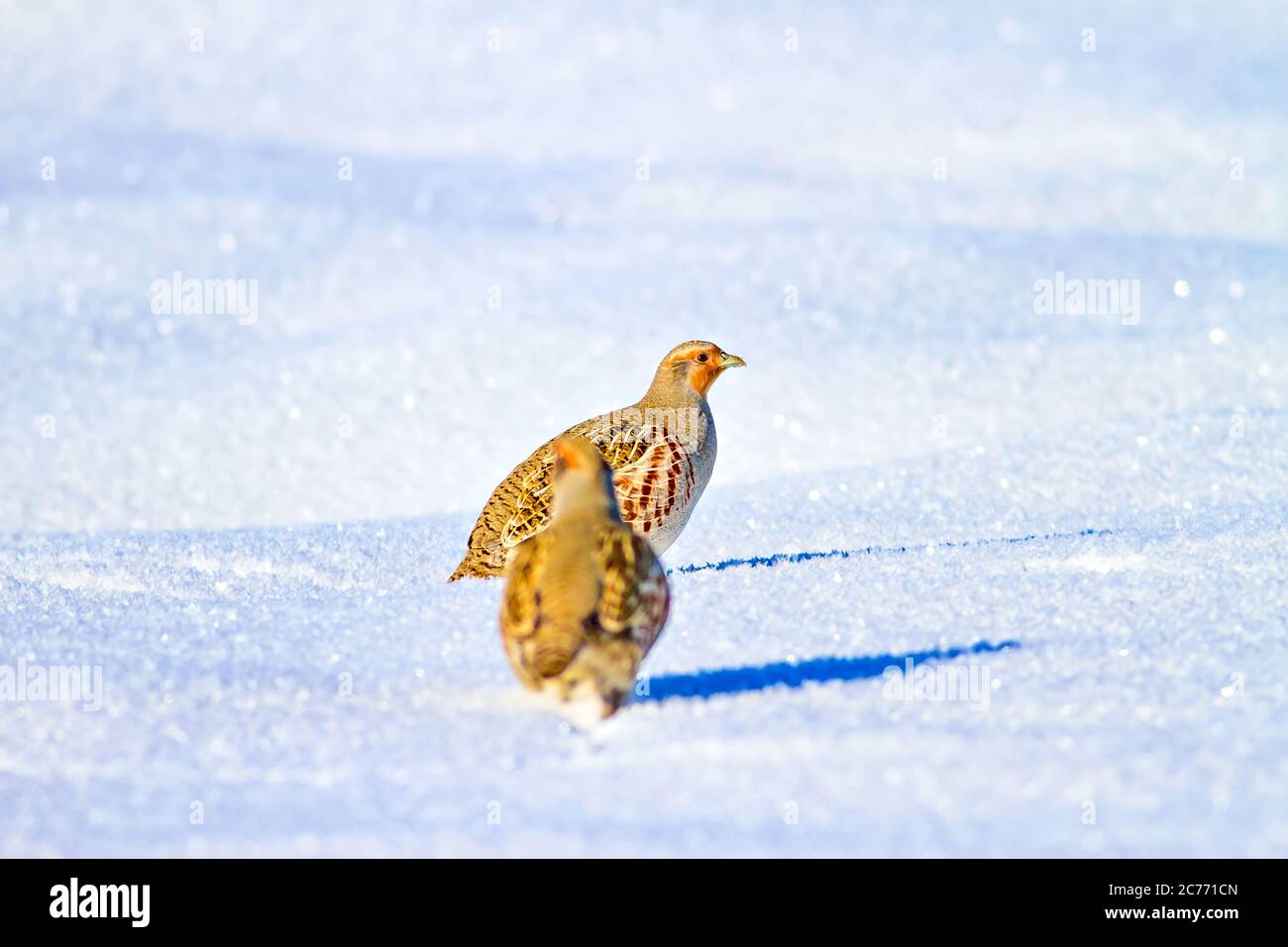 Winter and Partridge. White snow background. Bird: Grey Partridge ...