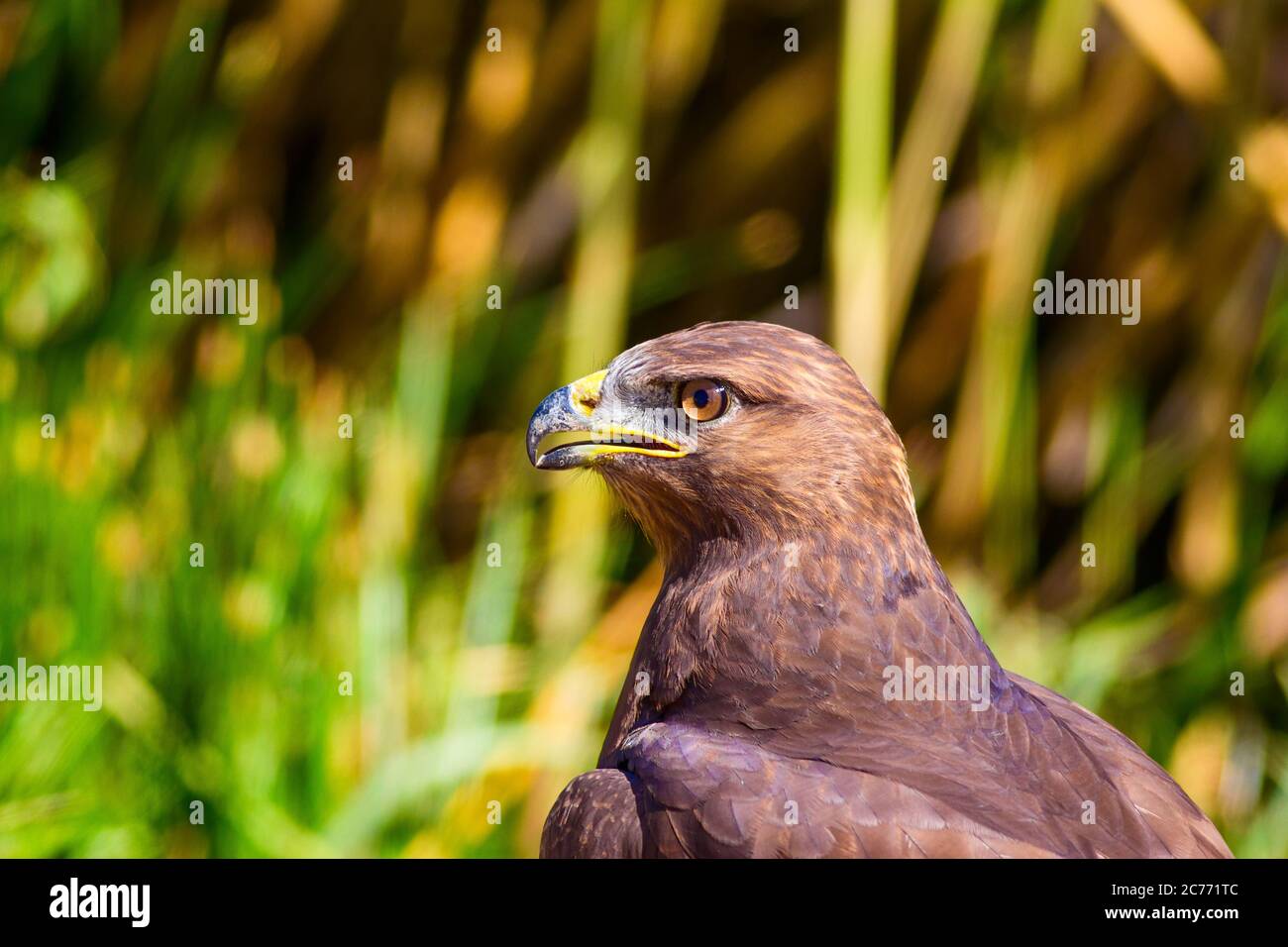 Wild bird. Portrait. Bird of prey. Bird: Common Buzzard. Buteo buteo ...