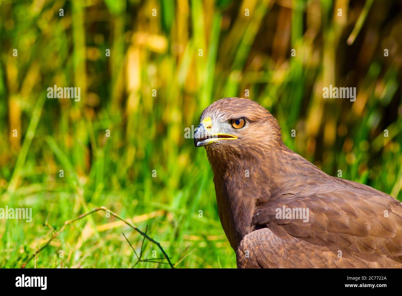 Bird of prey. Buzzard. Nature habitat background Stock Photo - Alamy