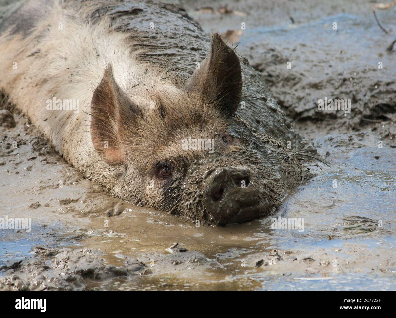 New Zealand Kunekune pig wallowing in the mud Stock Photo - Alamy