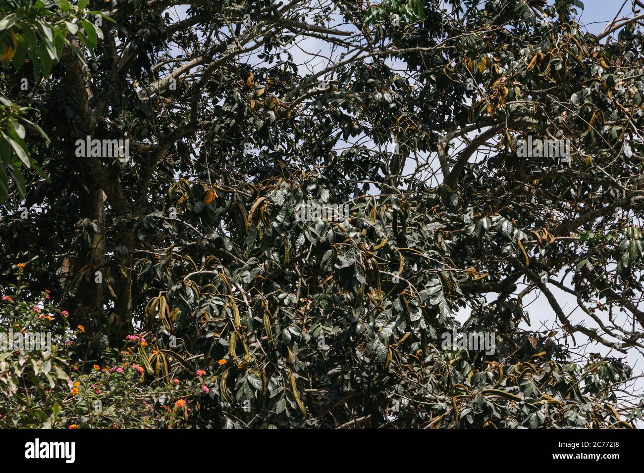 leafy tree background full of fruits ready for harvest, ever green ...