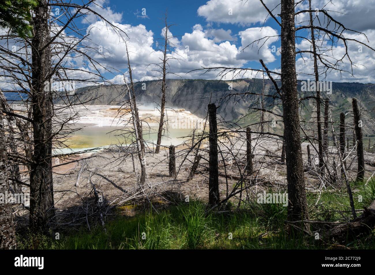 Dead and petrified trees in front of Canary Spring in Mammoth Hot ...