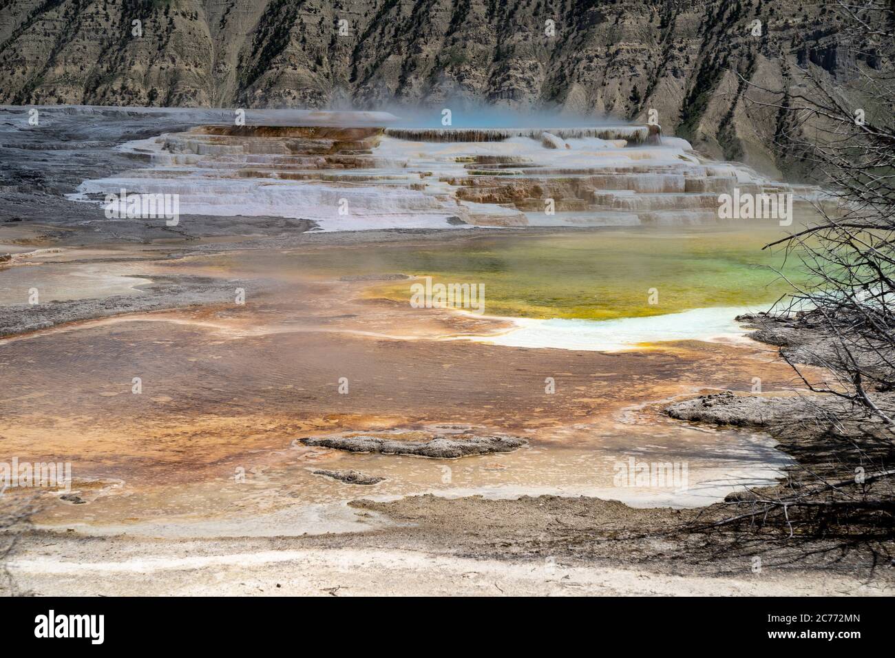 Canary Springs in Yellowstone National Park at the Mammoth Hot Springs ...