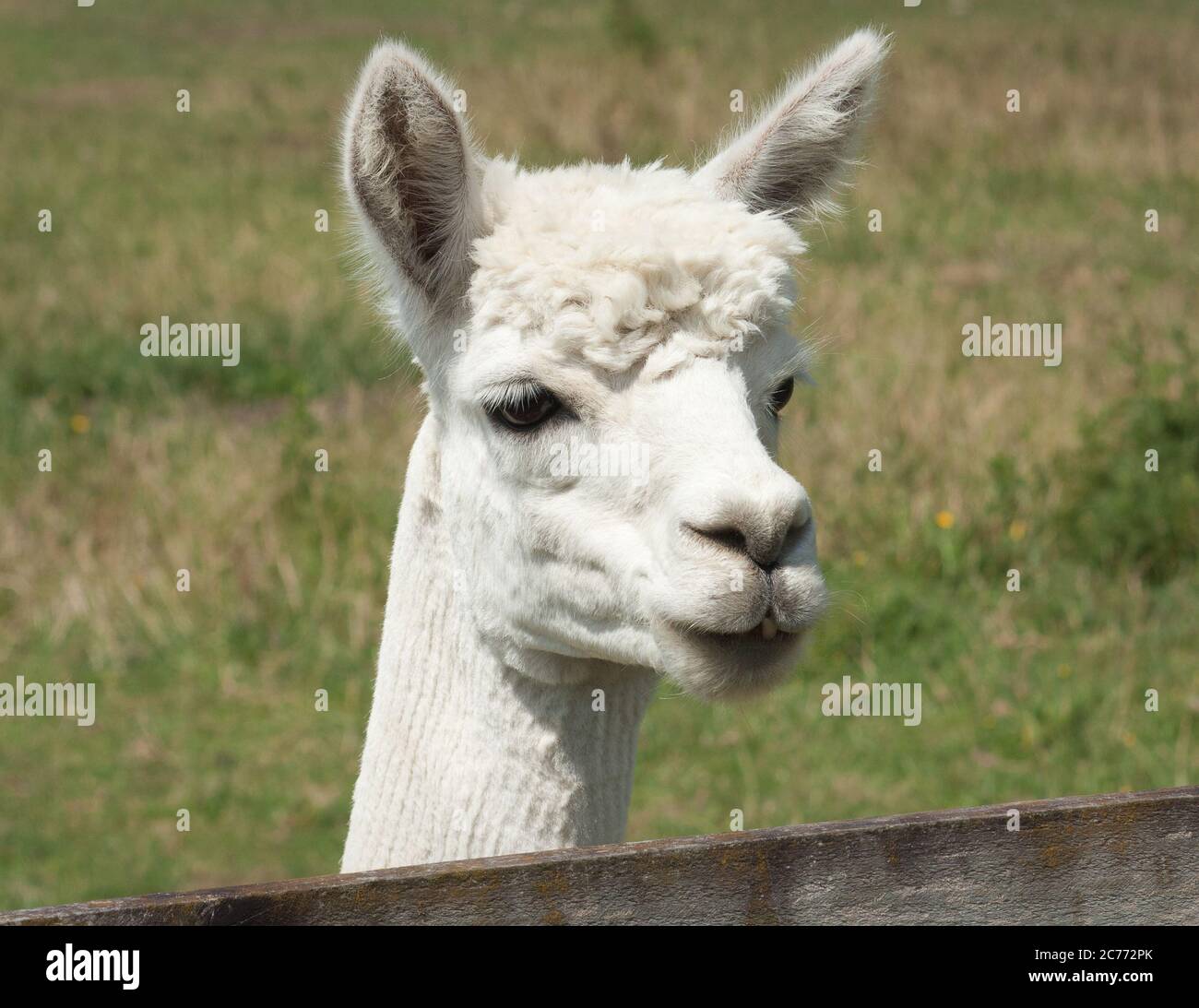 Poking head over hi-res stock photography and images - Alamy