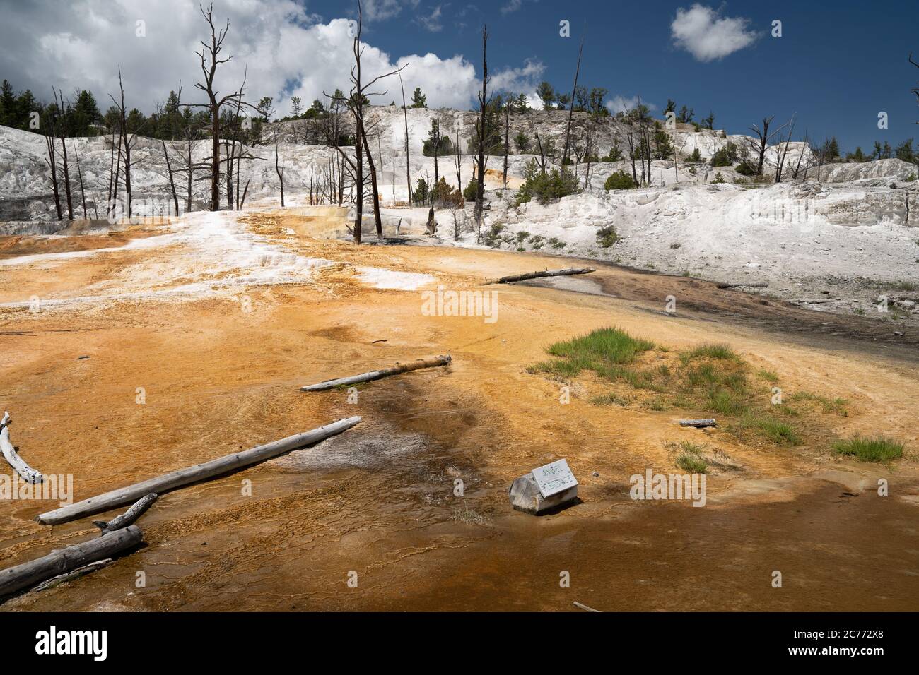 Angel Terrace, part of the upper terrace area of Mammoth Hot Springs in ...
