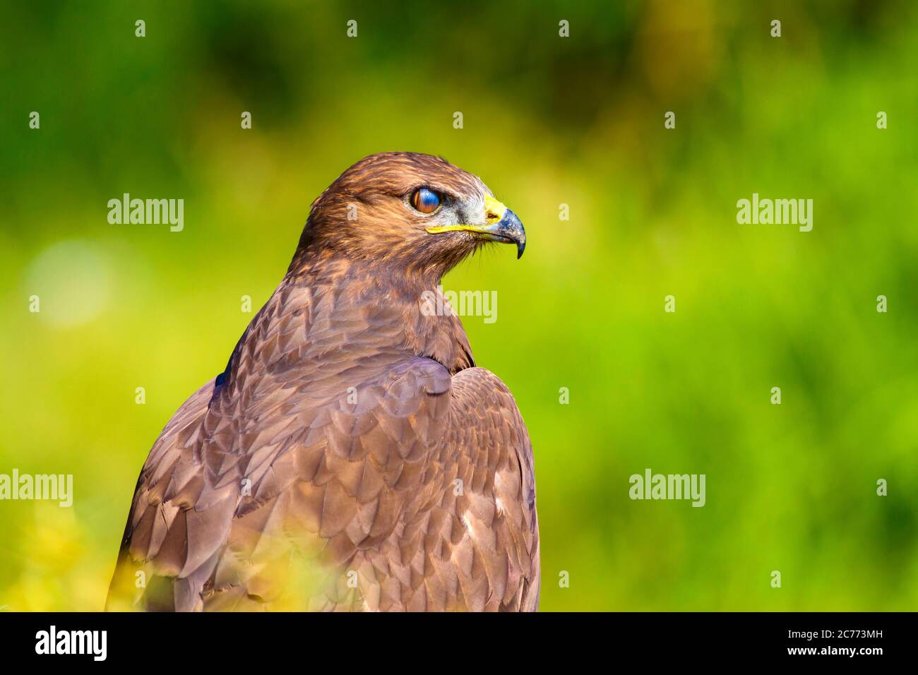Wild bird. Portrait. Bird of prey. Bird: Common Buzzard. Buteo buteo ...