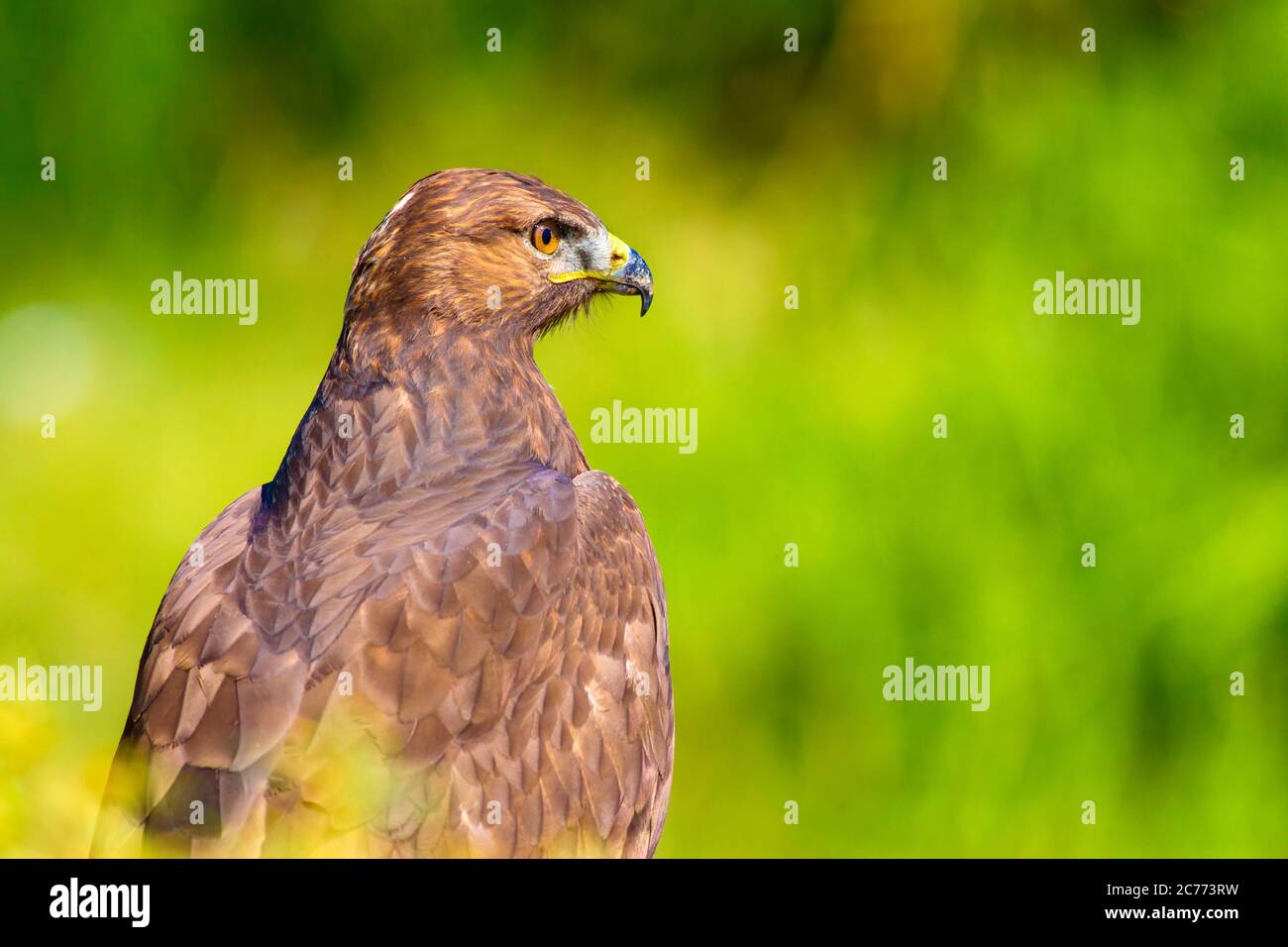 Wild bird. Portrait. Bird of prey. Bird: Common Buzzard. Buteo buteo ...