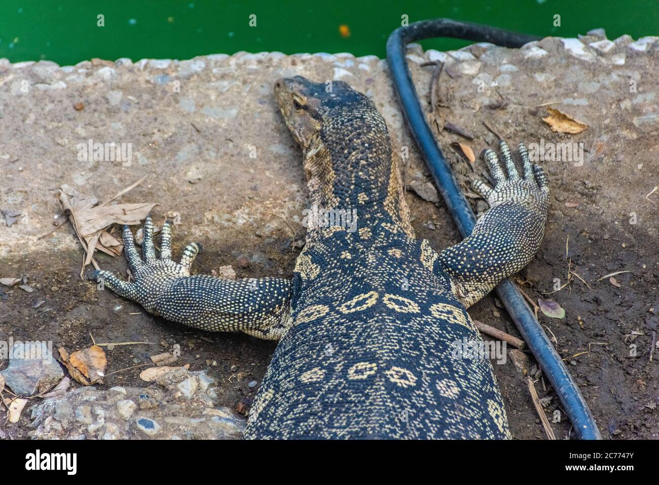 Wild monitor lizard in Lumphini Park, Bangkok, Thailand Stock Photo - Alamy