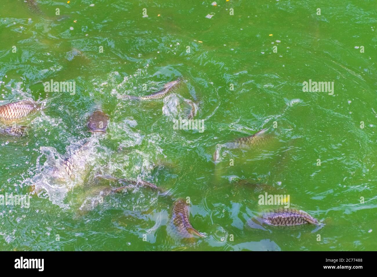 Wild monitor lizard in Lumphini Park, Bangkok, Thailand Stock Photo - Alamy