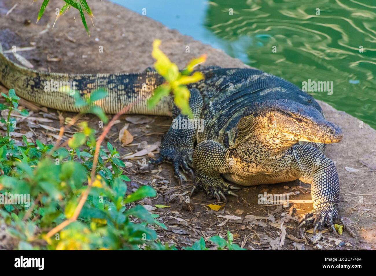Wild monitor lizard in Lumphini Park, Bangkok, Thailand Stock Photo - Alamy