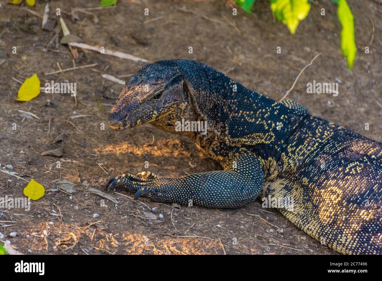 Rainforest monitor lizard hi-res stock photography and images - Alamy