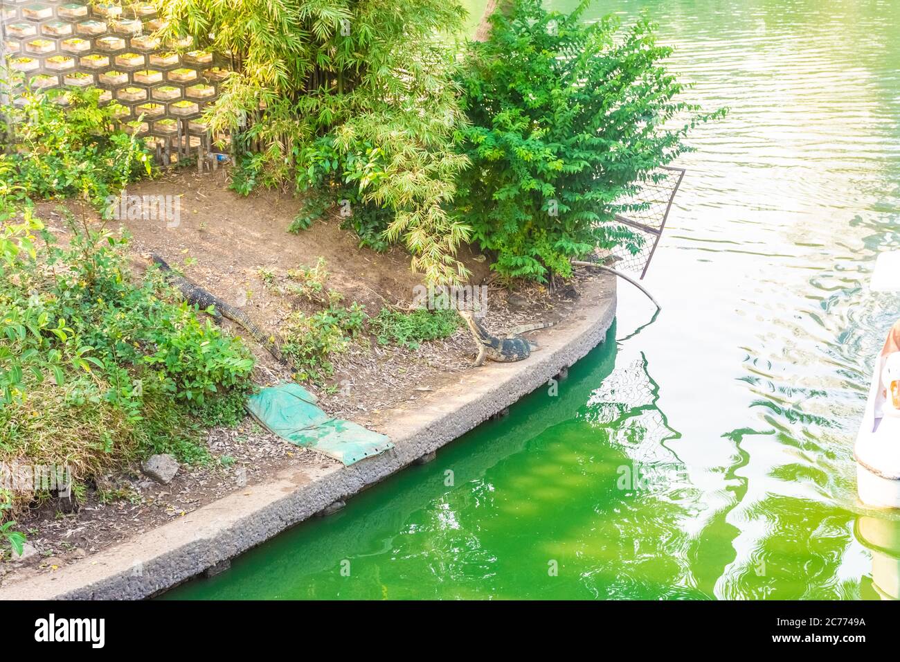 Wild monitor lizard in Lumphini Park, Bangkok, Thailand Stock Photo - Alamy