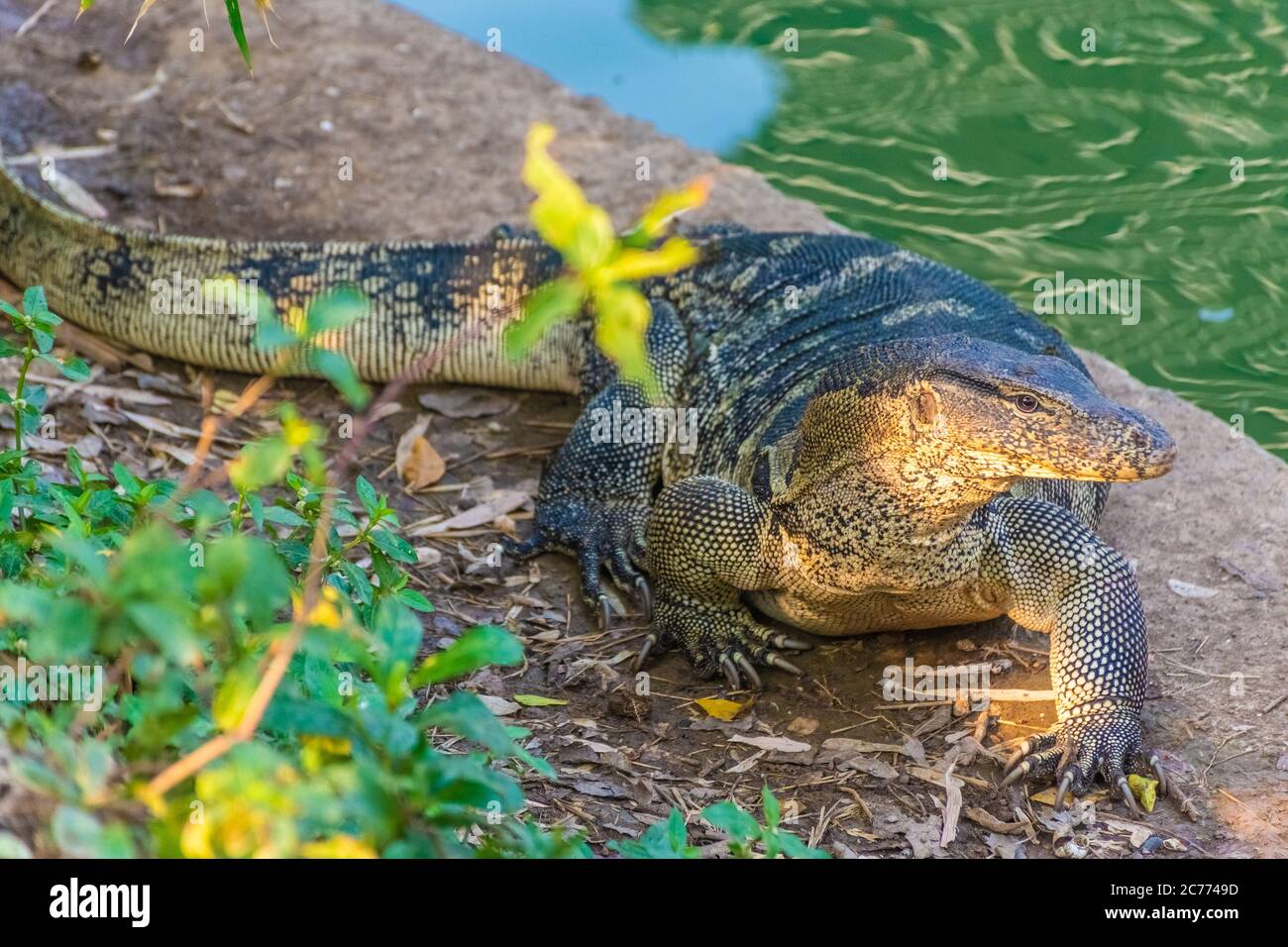 Wild monitor lizard in Lumphini Park, Bangkok, Thailand Stock Photo - Alamy