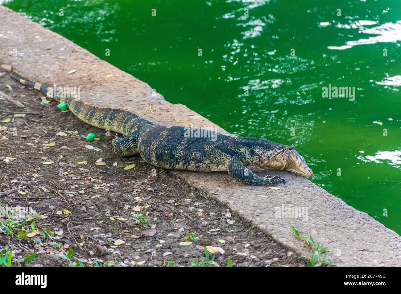 Wild monitor lizard in Lumphini Park, Bangkok, Thailand Stock Photo - Alamy