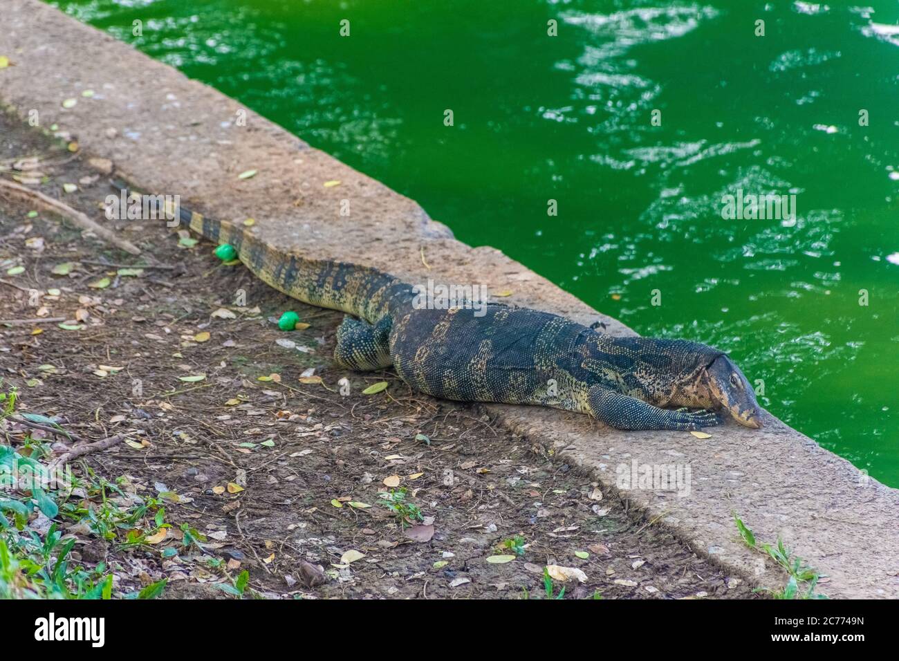 Wild monitor lizard in Lumphini Park, Bangkok, Thailand Stock Photo - Alamy