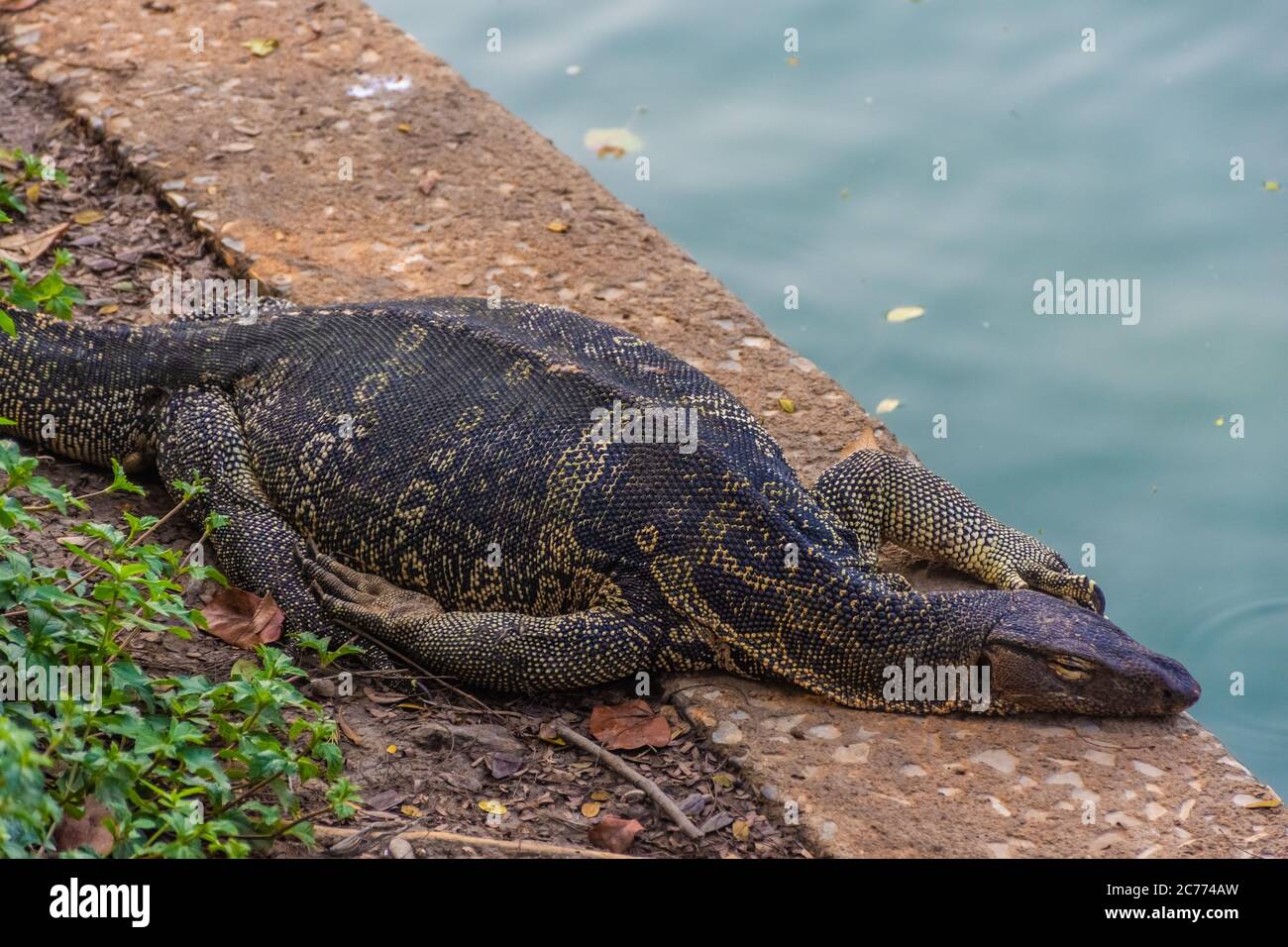 Wild monitor lizard in Lumphini Park, Bangkok, Thailand Stock Photo - Alamy
