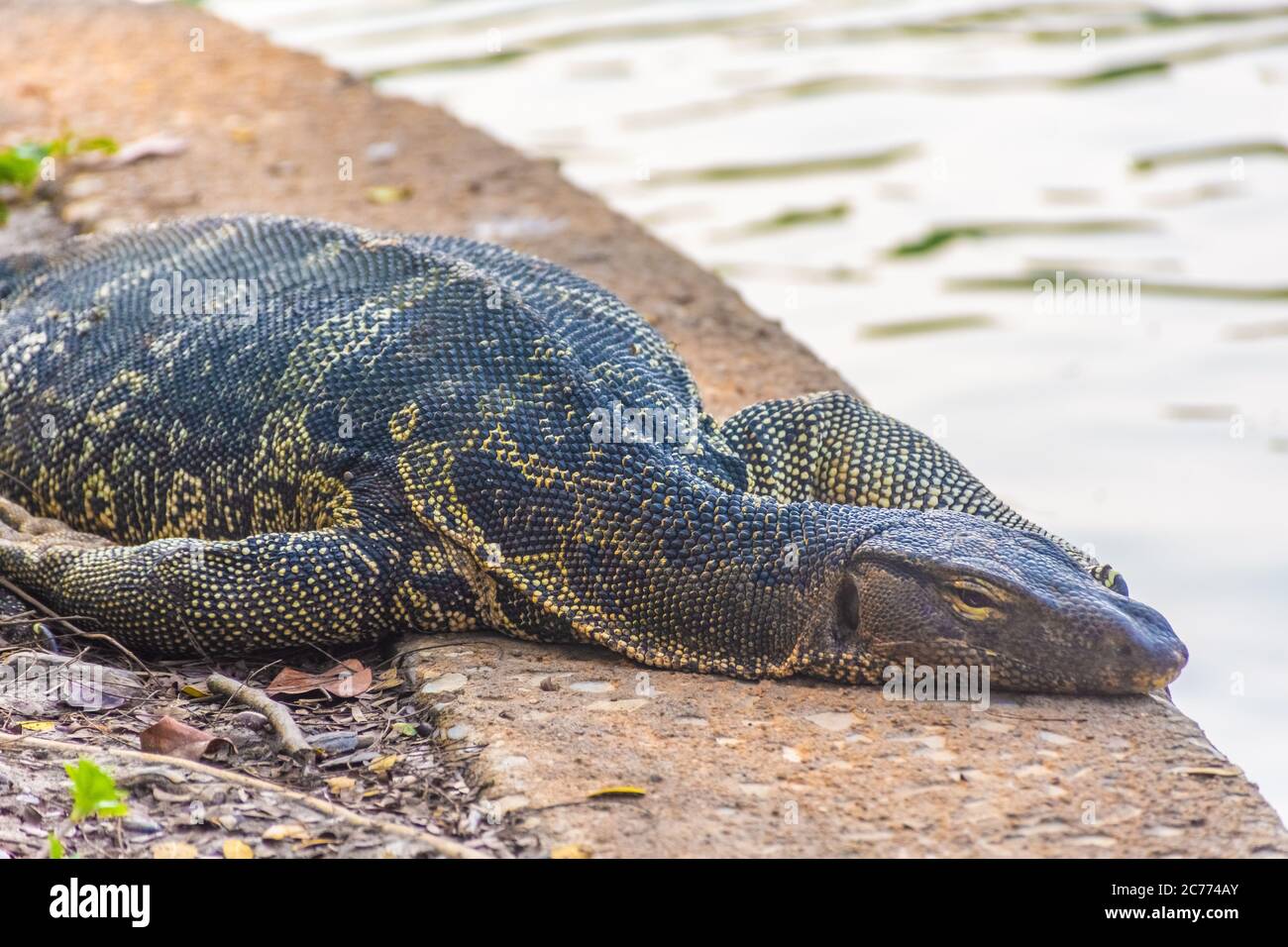 Wild monitor lizard in Lumphini Park, Bangkok, Thailand Stock Photo - Alamy