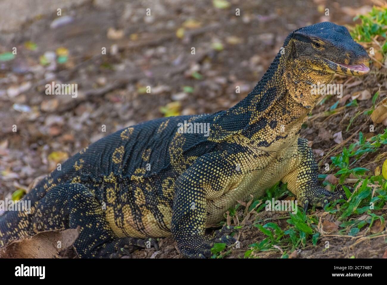 Wild monitor lizard in Lumphini Park, Bangkok, Thailand Stock Photo - Alamy