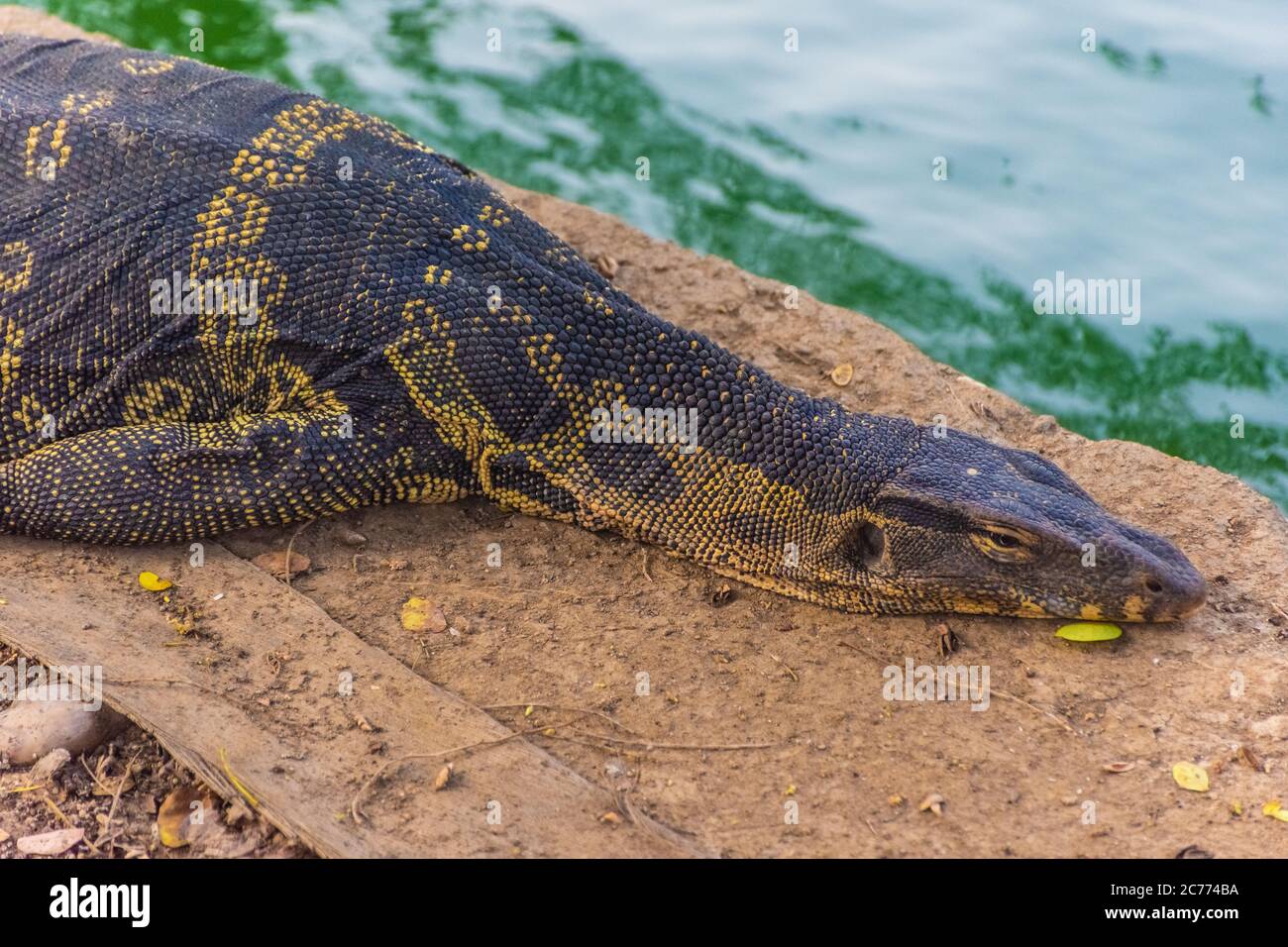 Wild monitor lizard in Lumphini Park, Bangkok, Thailand Stock Photo - Alamy