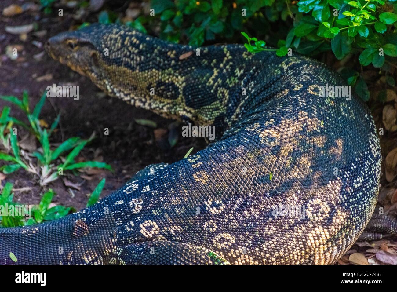 Wild monitor lizard in Lumphini Park, Bangkok, Thailand Stock Photo - Alamy