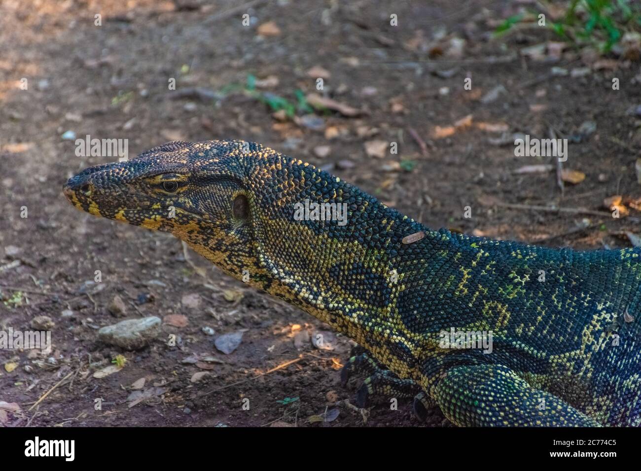 Wild monitor lizard in Lumphini Park, Bangkok, Thailand Stock Photo - Alamy
