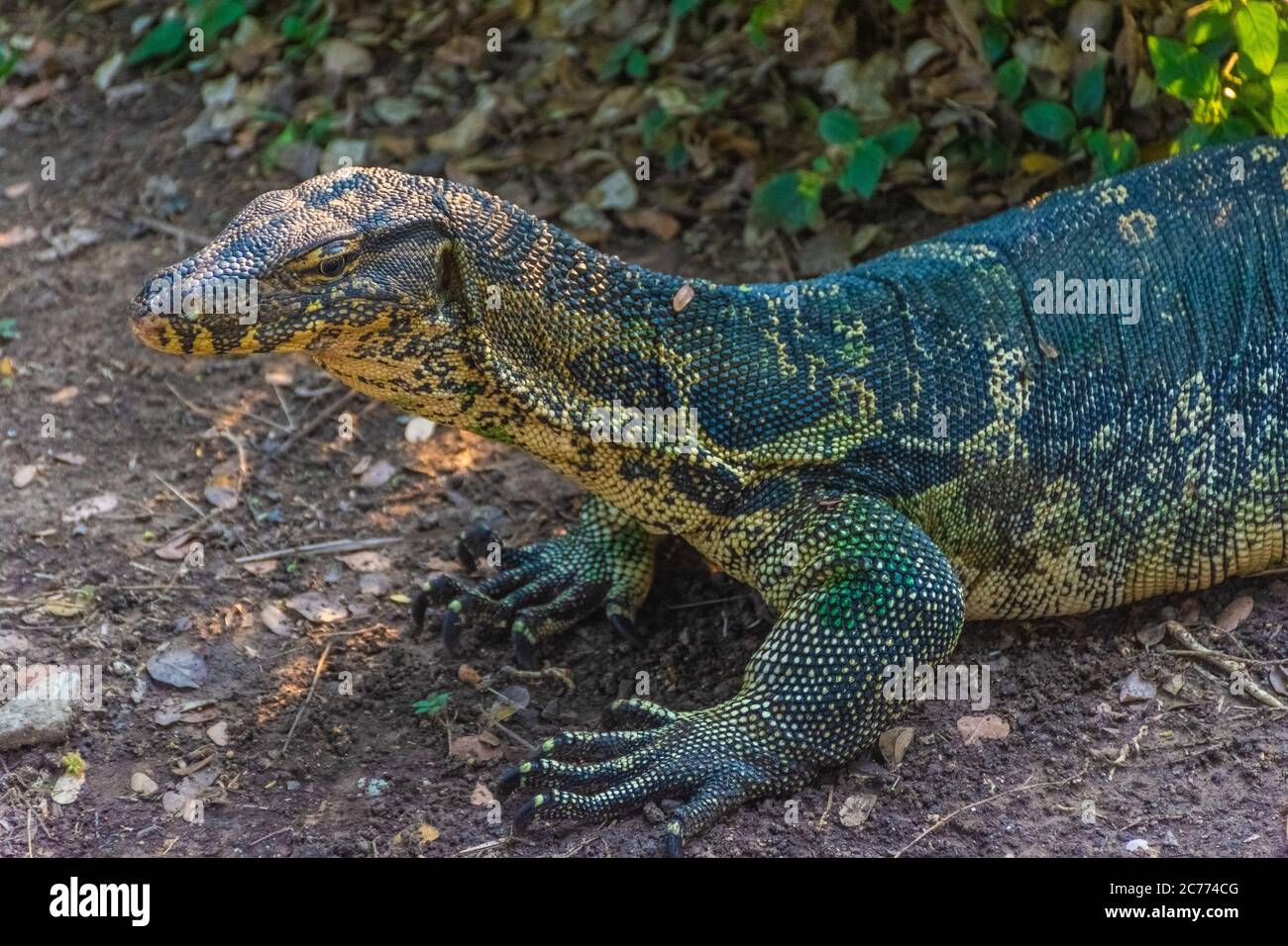 Wild monitor lizard in Lumphini Park, Bangkok, Thailand Stock Photo - Alamy