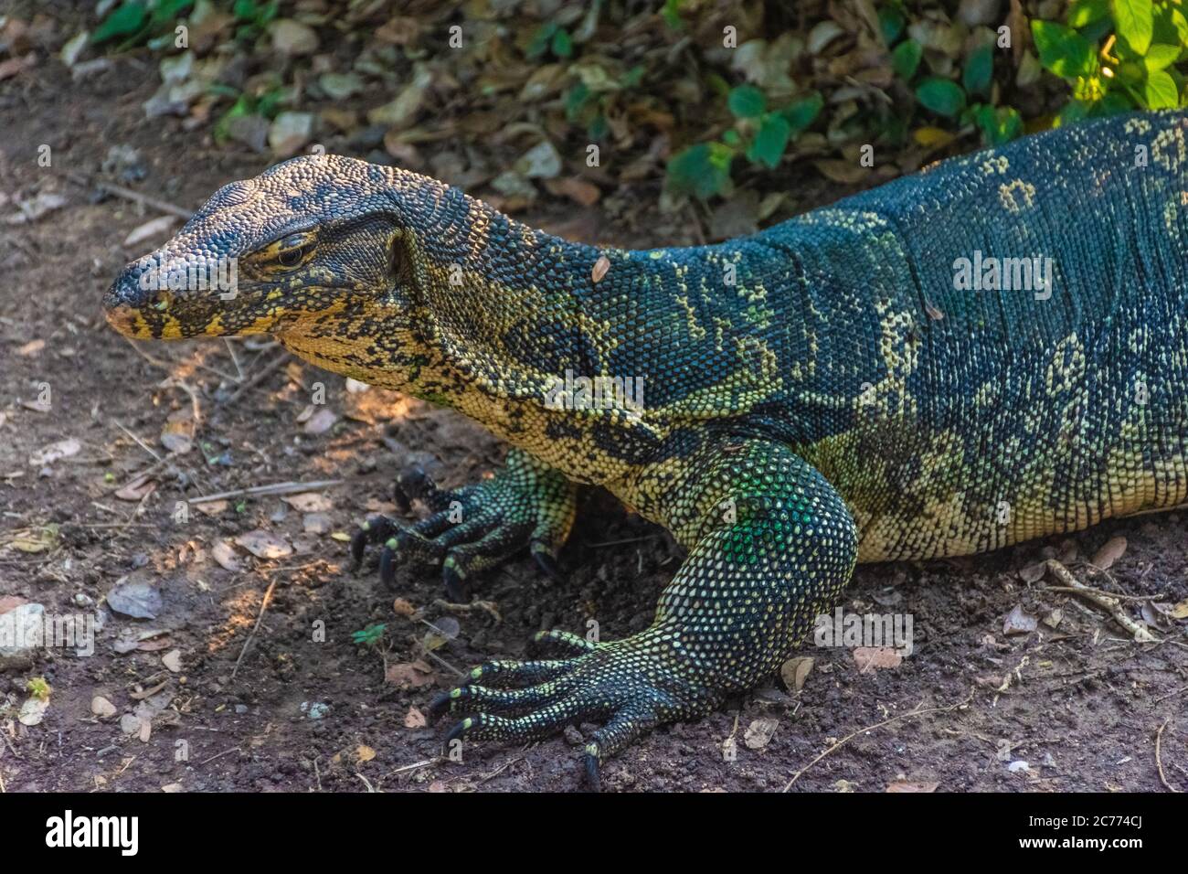 Wild monitor lizard in Lumphini Park, Bangkok, Thailand Stock Photo - Alamy