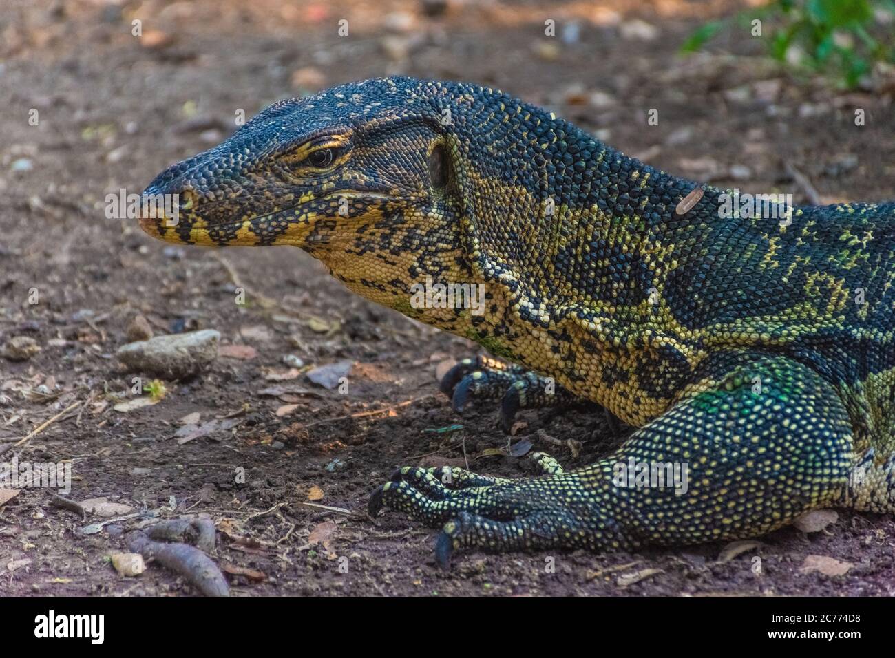 Wild monitor lizard in Lumphini Park, Bangkok, Thailand Stock Photo - Alamy