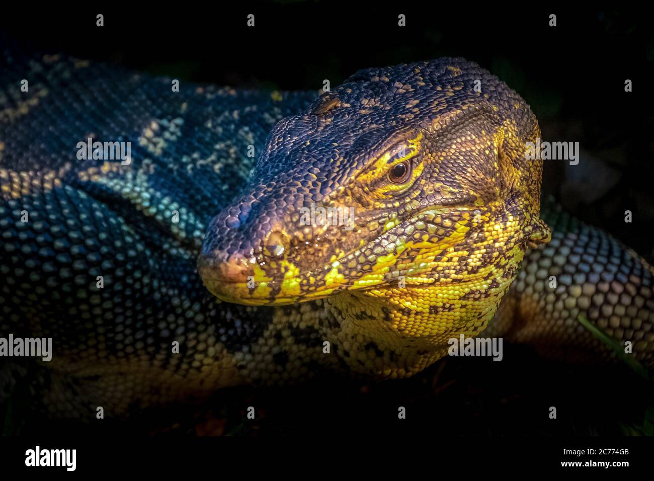 Wild monitor lizard in Lumphini Park, Bangkok, Thailand Stock Photo - Alamy