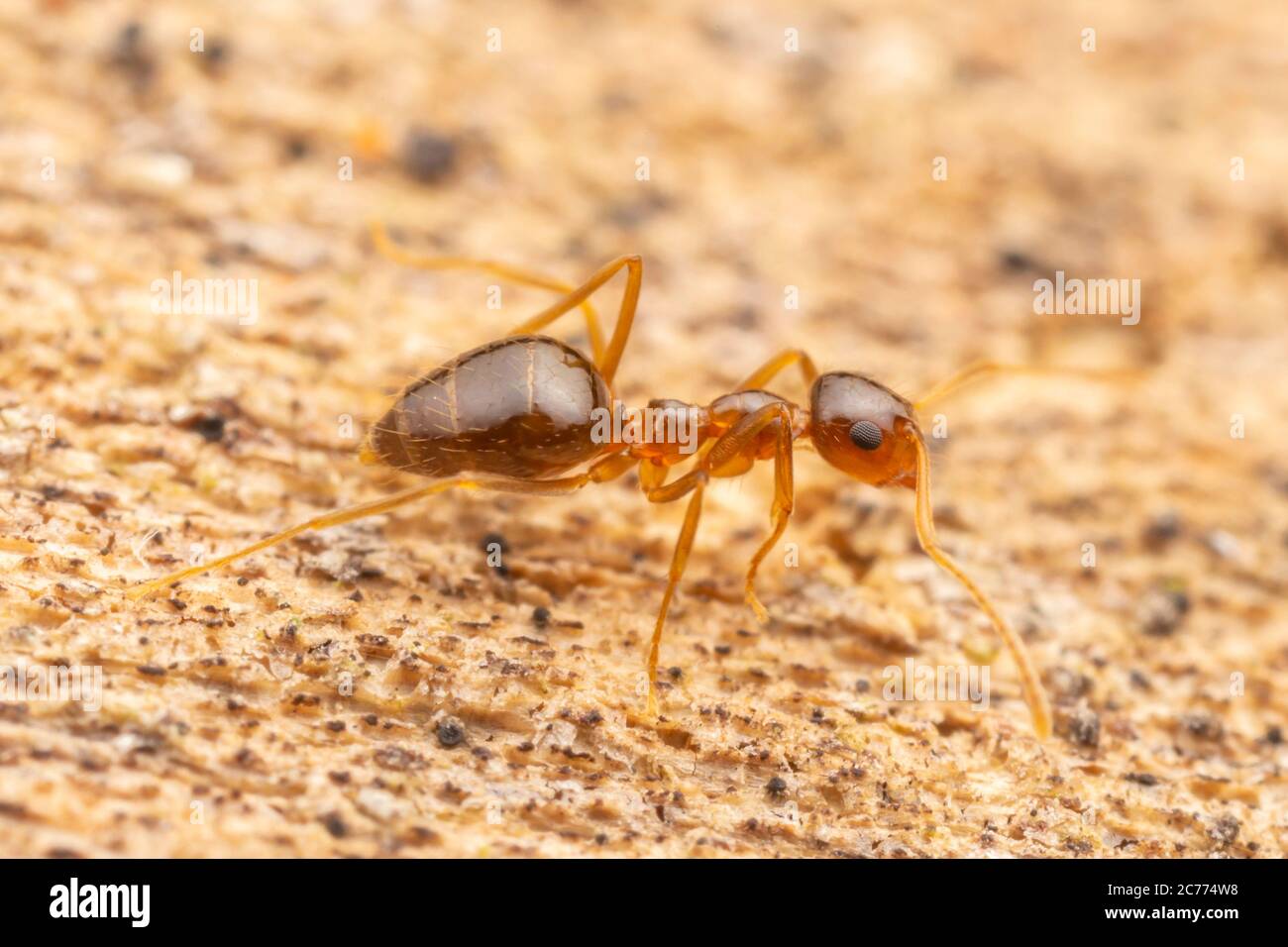 False honey ants hi-res stock photography and images - Alamy