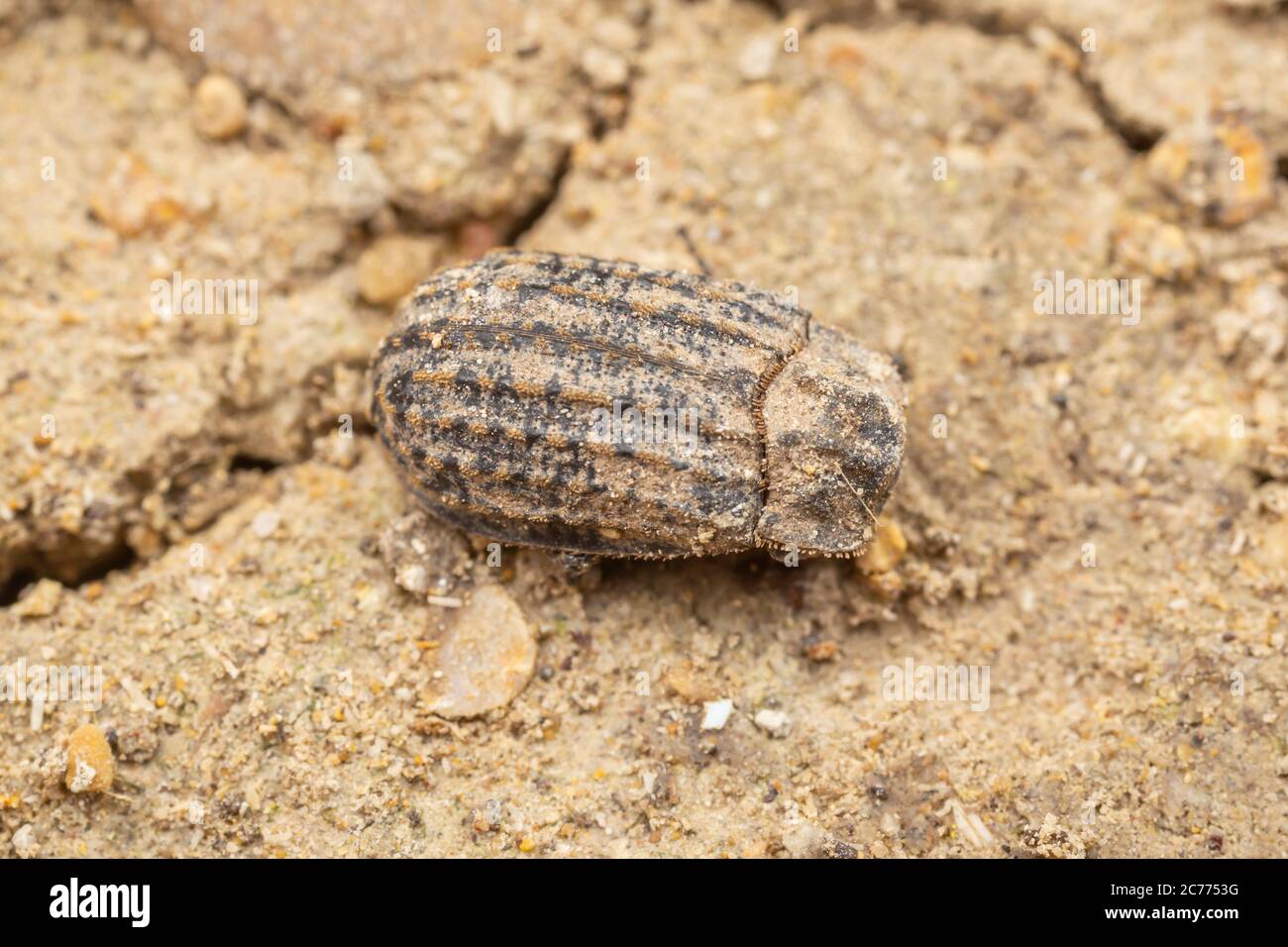 Hide beetles hi-res stock photography and images - Alamy