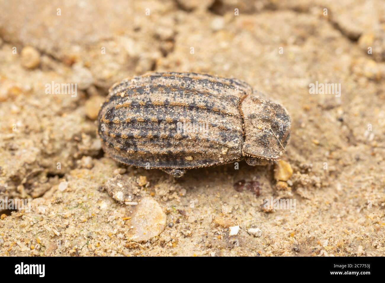 Hide beetles hi-res stock photography and images - Alamy
